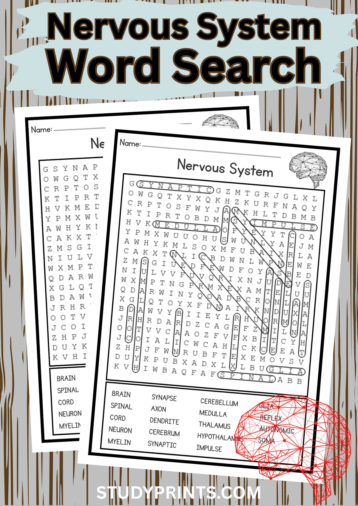 Nervous System Word Search – Printable Science Worksheet | Study Prints